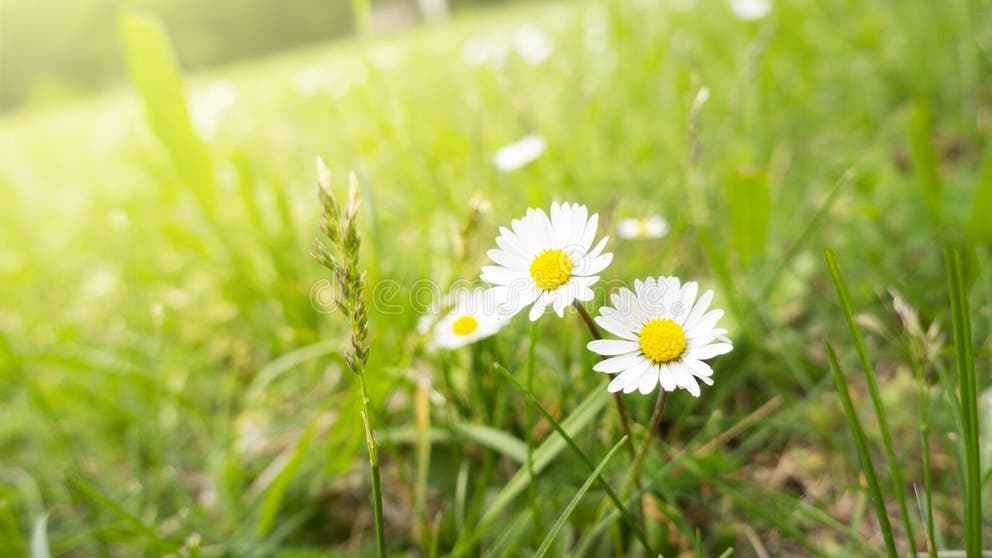 Two Daisy Flowers in the Green Grass Stock Photo - Image of floral ...