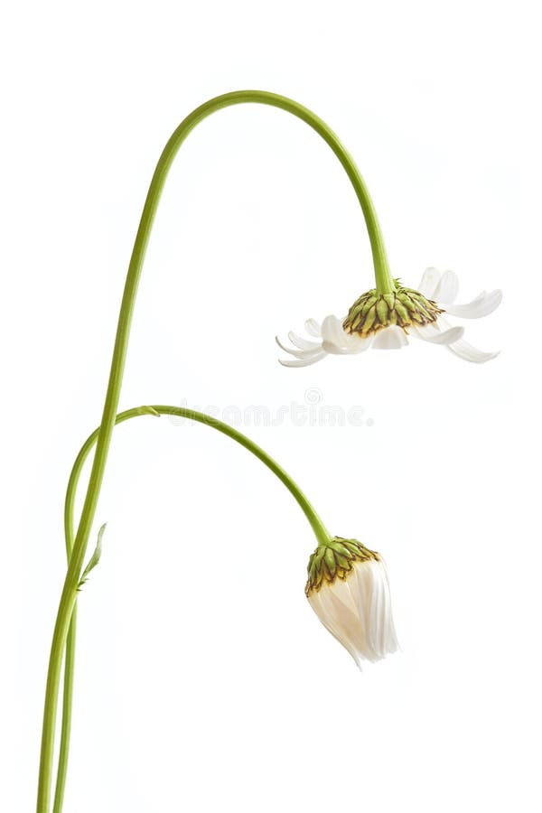 Two daisy flowers stock photo. Image of petal, detail - 179708730