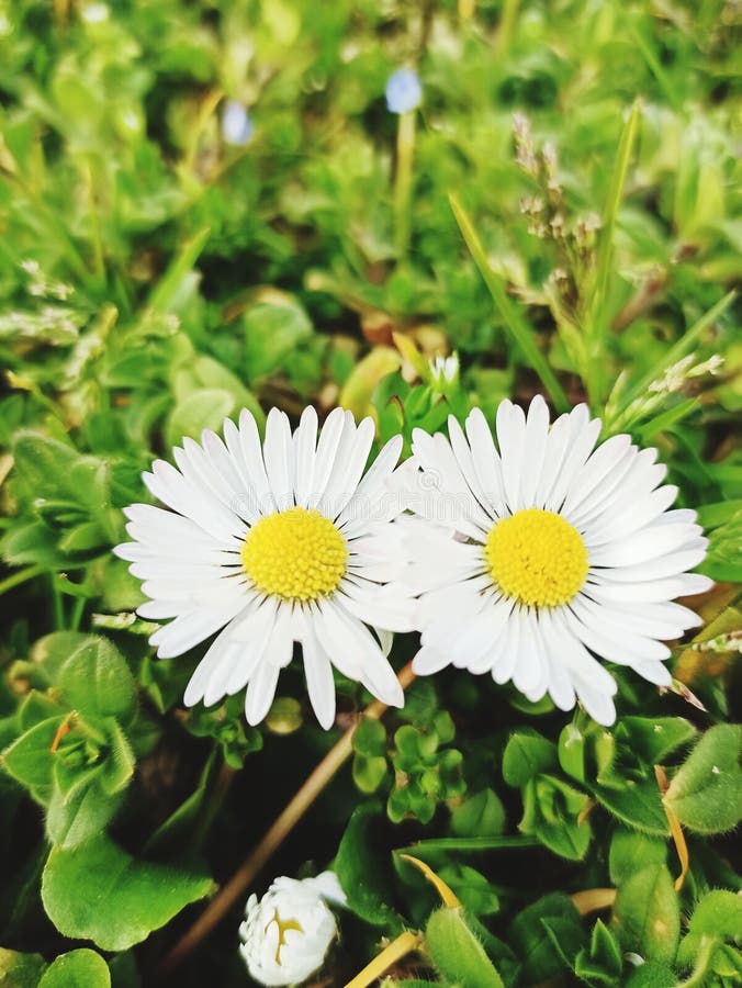 Two Daisy between in the Grass Stock Image - Image of plant, meadow ...