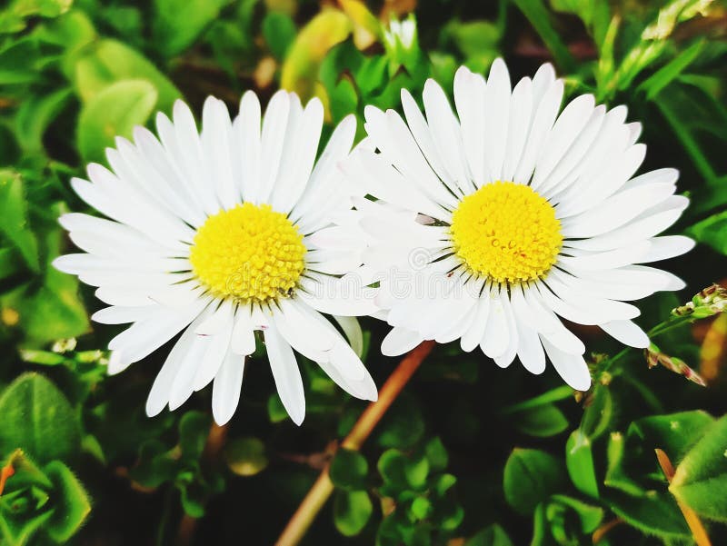 Two Daisy between in the Grass Stock Photo - Image of blossom, petal ...