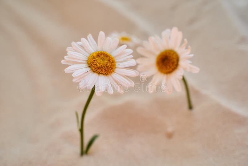 Two Daisy Grows in the Sand of the Desert. Place for Text Stock Photo ...