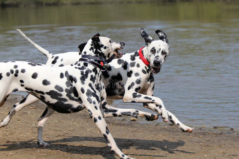Two Dalmatians running stock image. Image of pond, domestic - 35590801