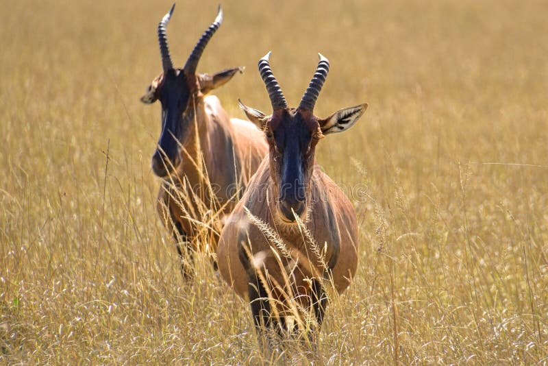 Two Damaliscus Antelopes in Lush, Golden Grass. Stock Image - Image of ...