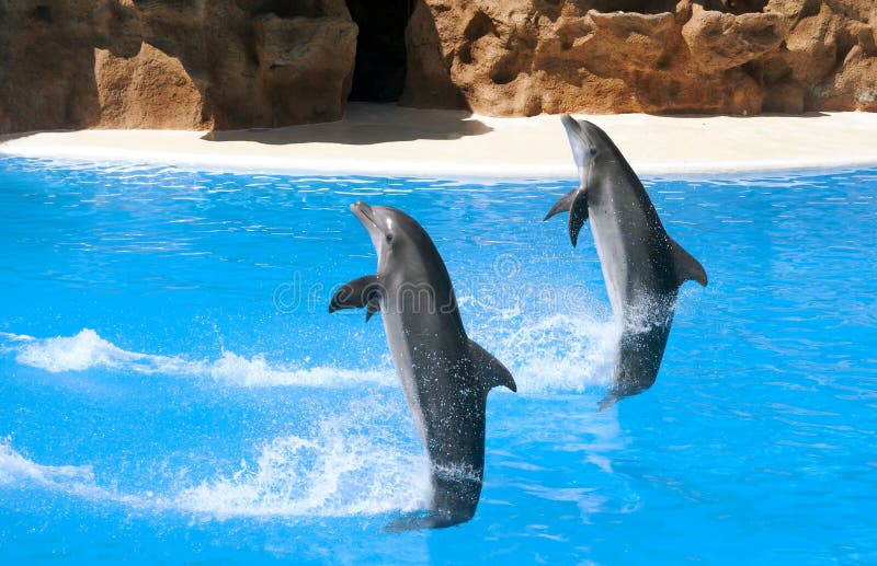 Two dancing dolphins stock photo. Image of nature, dance - 26966260
