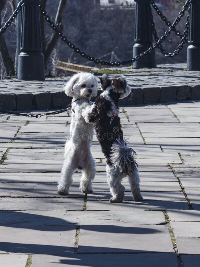 Two Dancing Terriers in the Park Stock Image - Image of funny, grass ...