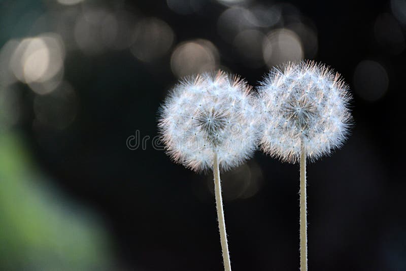 Two Dandelion, Macro Shot in Nature with Blur Background. Stock Image ...