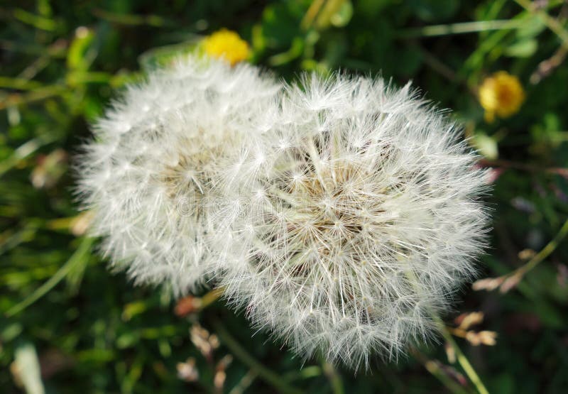 Two dandelion flowers stock photo. Image of cycle, environment - 31765814