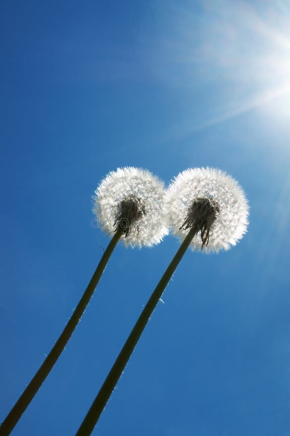 Two dandelions stock image. Image of flora, light, beautiful - 14668579
