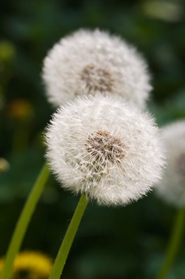 Two dandelions stock image. Image of close, color, green - 4771107