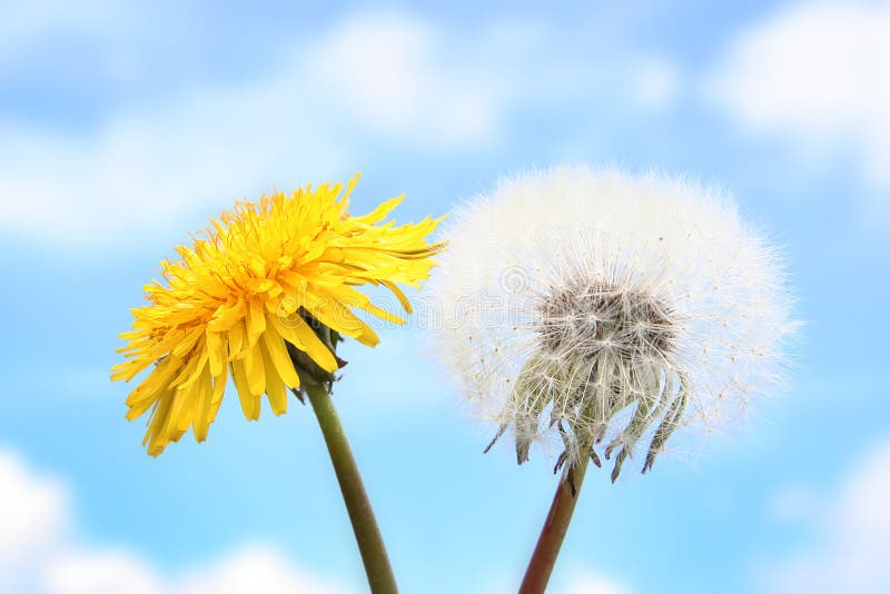 Dandelions Free Stock Photos & Pictures, Dandelions Royalty-Free and ...