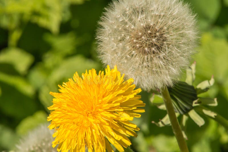 Two Dandelions Close-up Blooming and with Seeds Stock Image - Image of ...