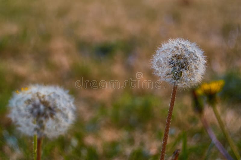 Two dandelions flower stock image. Image of wind, fluffy - 256831531