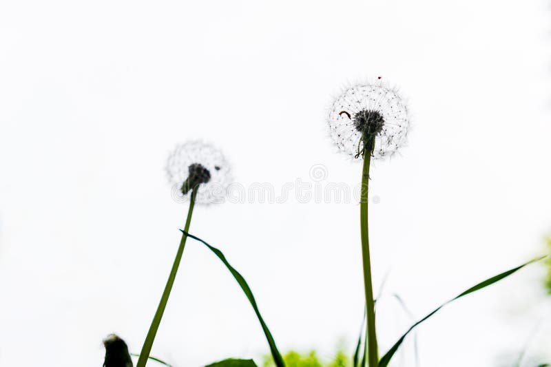 Two Dandelions in Front of a Grey Sky Stock Photo - Image of dandelion ...