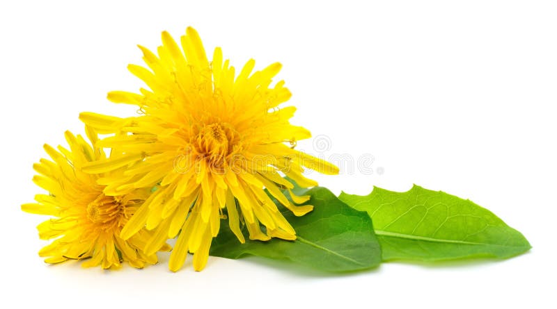 Two dandelions with leaves stock image. Image of plant - 190134533