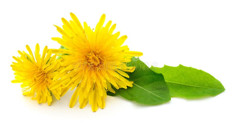 Two dandelions with leaves stock photo. Image of plant - 172686146