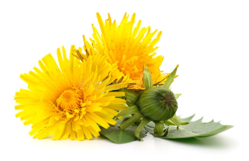 Two dandelions with leaves stock image. Image of backgrounds - 193010603