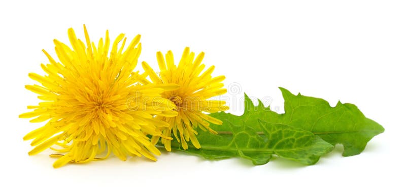Two dandelions with leaves stock photo. Image of nature - 194794958