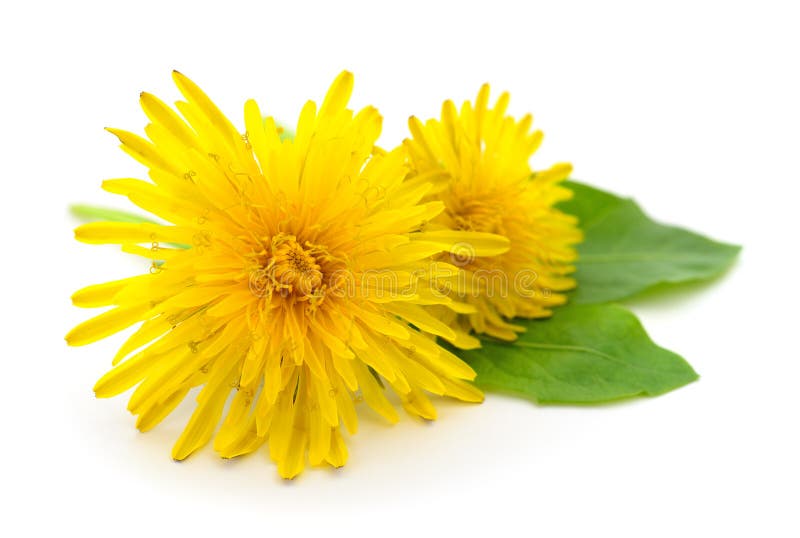 Two dandelions with leaves stock photo. Image of pistil - 198163342