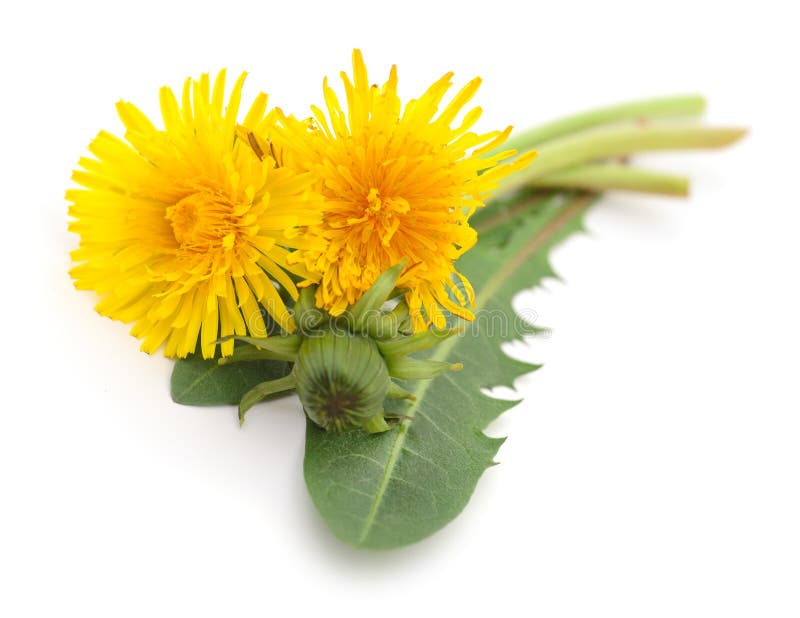 Two dandelions with leaves stock image. Image of beauty - 207243235
