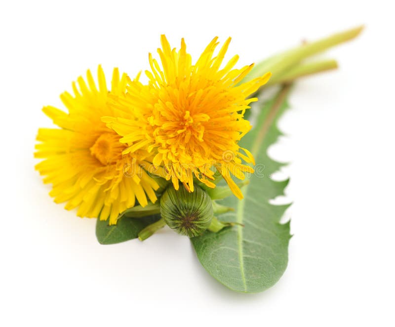 Two dandelions with leaves stock image. Image of flowers - 220550699
