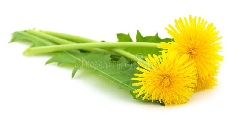 Two dandelions with leaves stock image. Image of green - 261281619