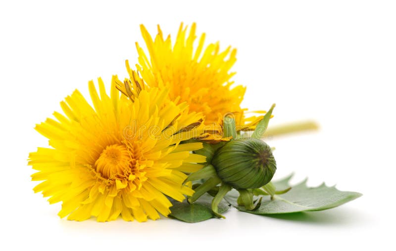 Two dandelions with leaves stock photo. Image of summer - 358368052
