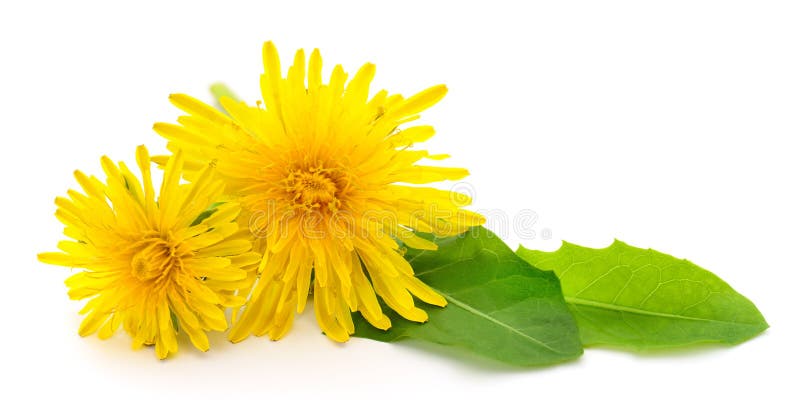 Two dandelions with leaves stock photo. Image of closeup - 374917614