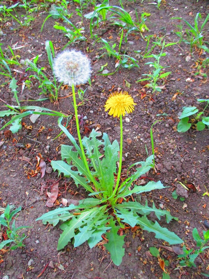 Two dandelions stock photo. Image of background, ground - 71600684