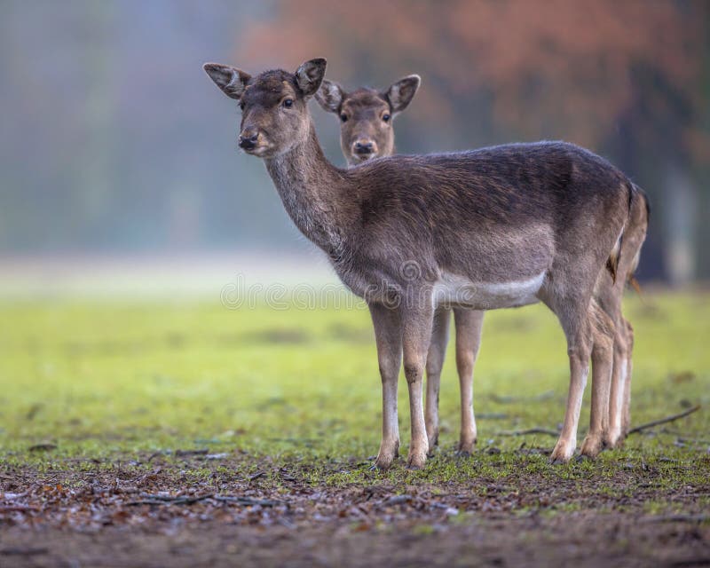 Female Fallow Deer in Autumn in the Netherlands Stock Image - Image of ...