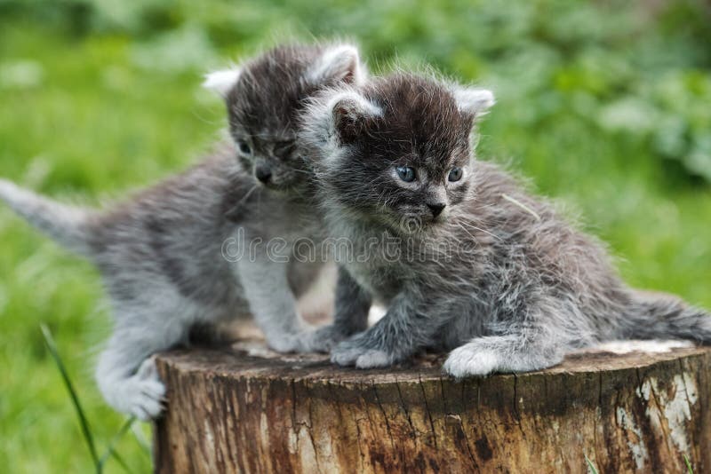 Two Dark Gray Kittens Sitting on Stump Stock Photo - Image of mammal ...
