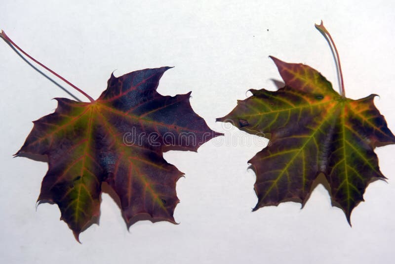 Dark Red Maple Leaves Detailed in Sunlit. Stock Photo - Image of ...