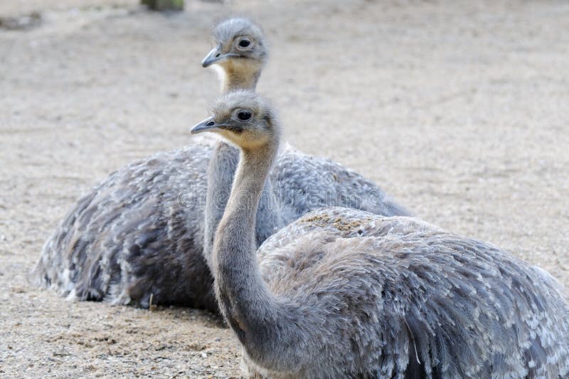 Smaler Patagonia Ostrich - Darwins Rhea Stock Photo - Image of country ...