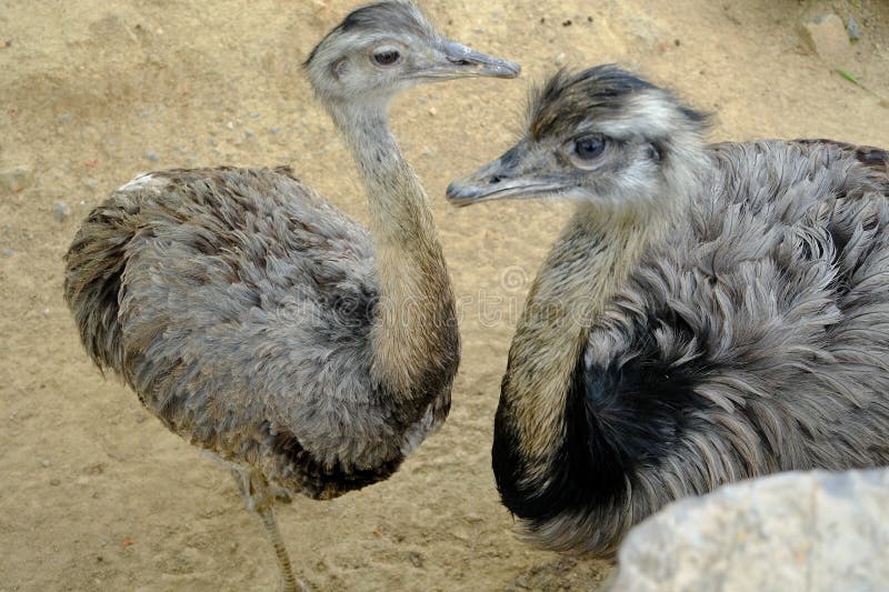 Darwins Rhea stock photo. Image of america, duck, ducks - 279364298