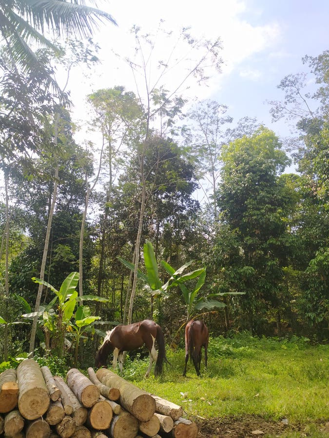 TWO DASHING HORSES stock photo. Image of wildlife, nature - 268417728