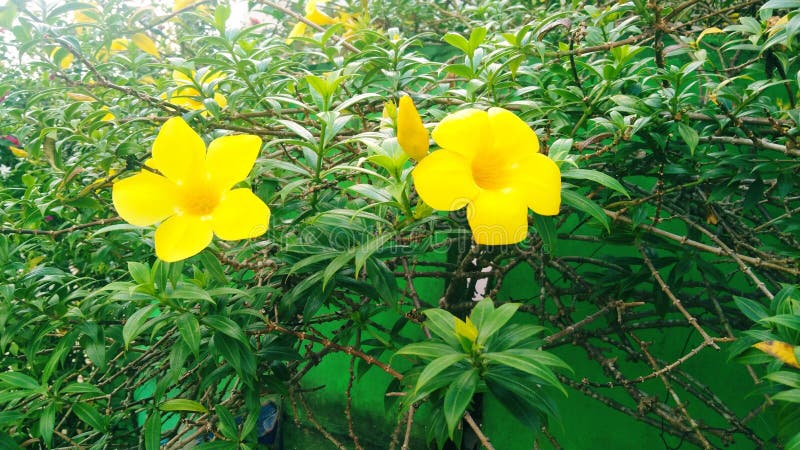 Two Dazzling Beautiful Yellow Flowers Seen between the Leaves Stock ...