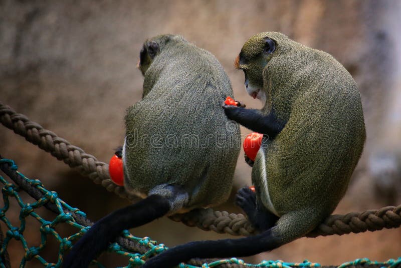 Two De Brazzas Monkeys (Cercopithecus Neglectus) Eating Tomatoes ...