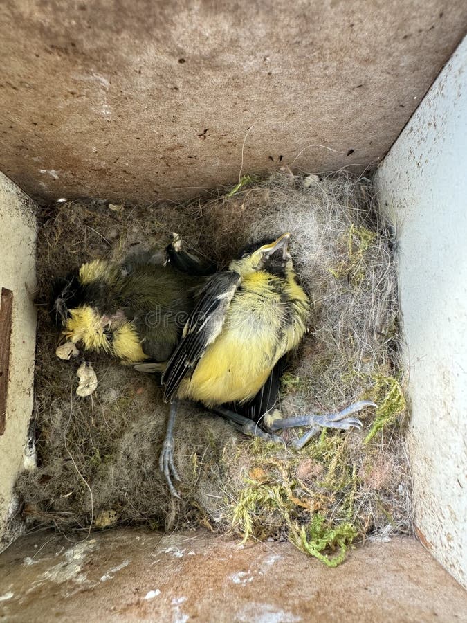 Two Dead Baby Tits in a Nest Inside a Bird Box Stock Image - Image of ...
