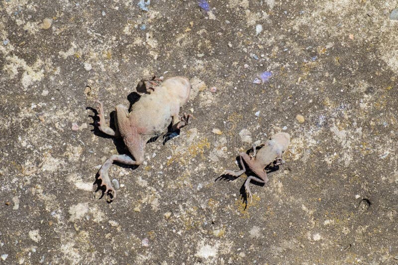 Two Dead Common Toads Lie on the Old Concrete Surface with a Belly Up ...