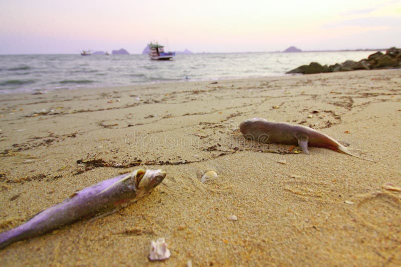 Two dead fish stock image. Image of dirty, dead, greenhouse - 45195493
