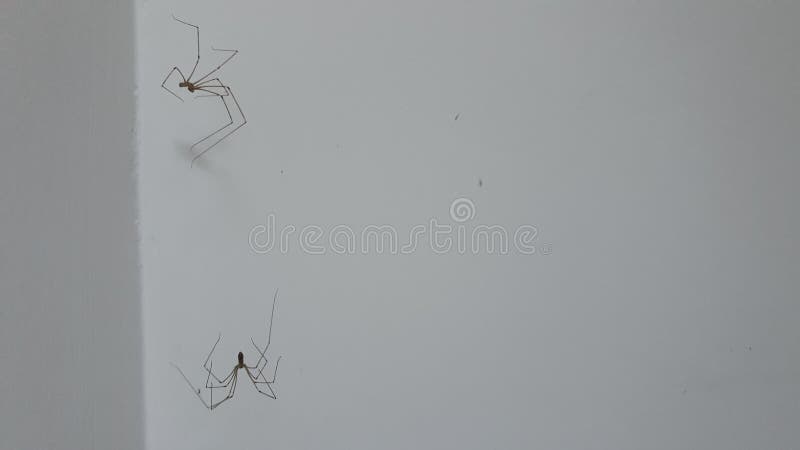 Two Dead Long-legged Spiders on a White Wall Stock Photo - Image of ...