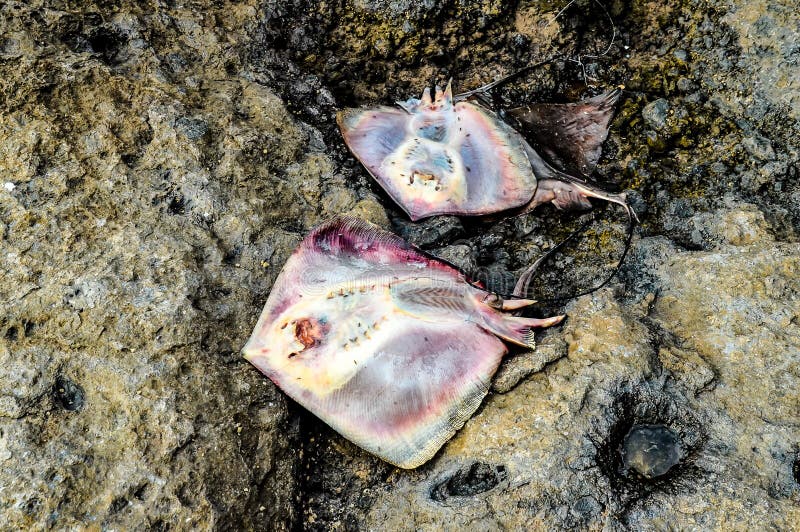 Two Dead Stingrays are Laying on a Rock Stock Photo - Image of baby ...