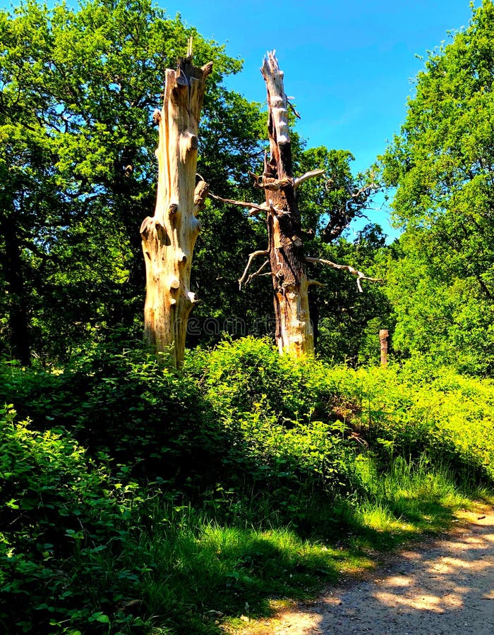 Two Dead Tree Trunks in a Green Forest Stock Image - Image of tall ...
