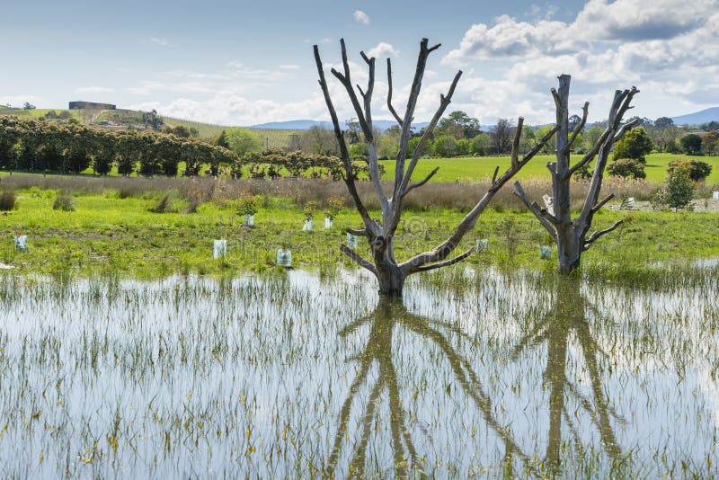 Two dead trees in a pond stock image. Image of environment - 60428889