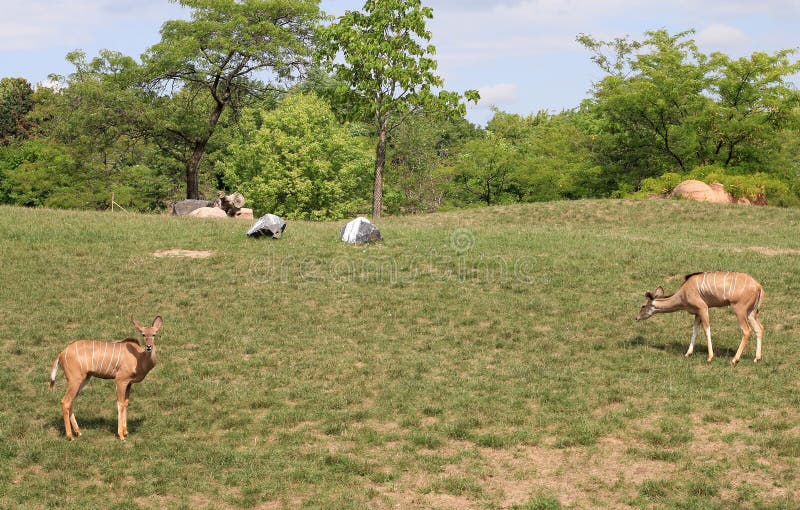 Two Dears stock image. Image of tree, wildlife, nature - 76714563