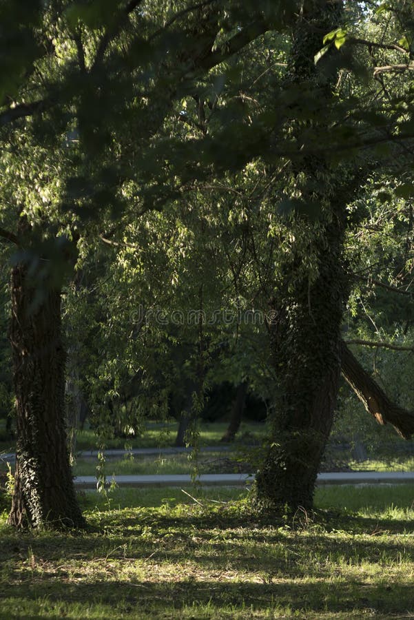 Two Deciduous Trees with a Shadow Stock Image - Image of branch ...