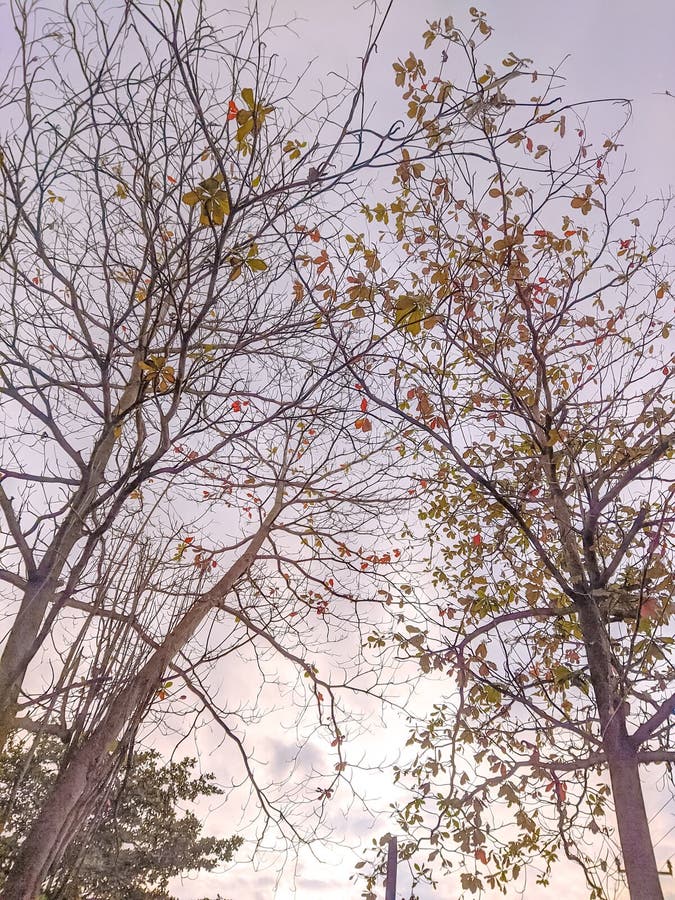 Two Deciduous Trees in Spring Stock Image - Image of spring, deciduous ...