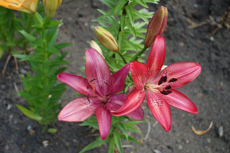 Two Deep Pink Spotted Flowers of Lilies Stock Photo - Image of ...