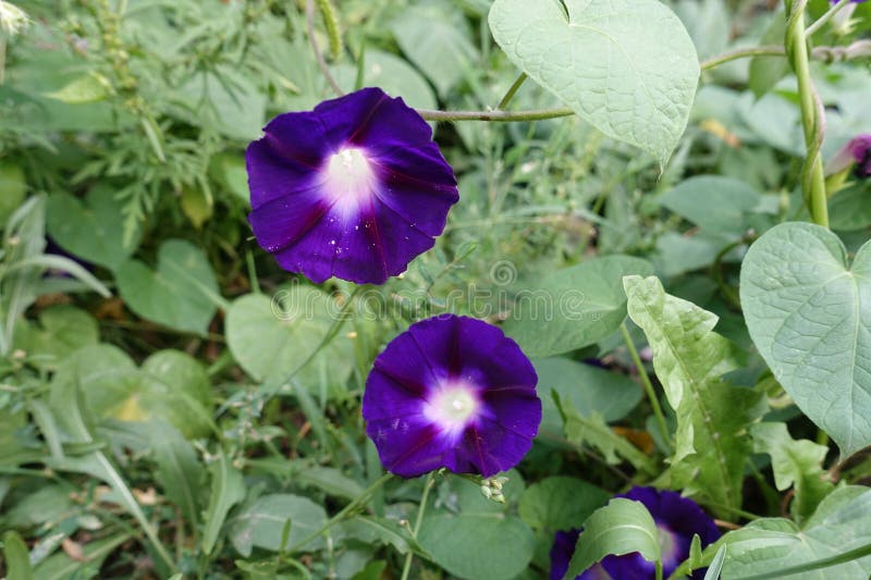 Two Deep Purple Flowers of Ipomoea Purpurea Stock Image - Image of ...