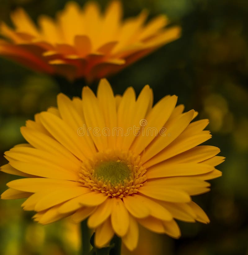 Two Deep Yellow Barberton Daiaies Stock Photo - Image of plant, views ...