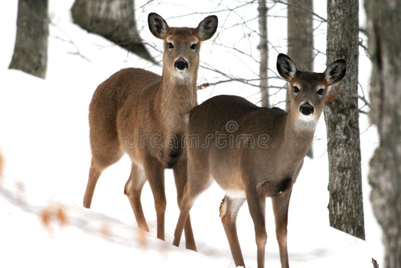 Two Deer stock image. Image of standing, looking, still - 14405541